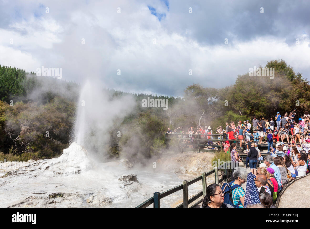 new zealand wai-o-tapu thermal wonderland rotorua lady knox geyser new ...