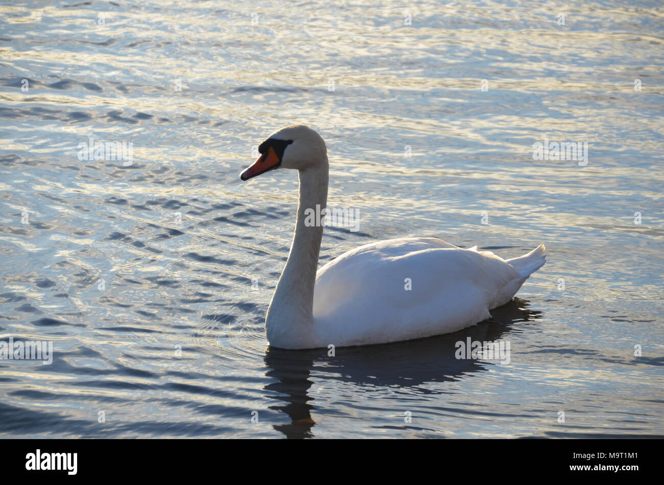 swan at Hopfensee, Fuessen, Bavaria, Germany Stock Photo - Alamy