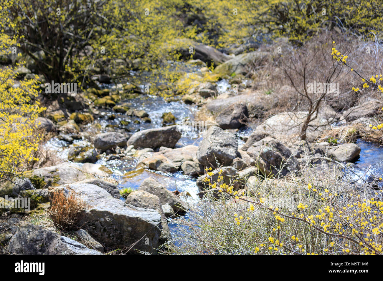 Gurye county hi-res stock photography and images - Alamy