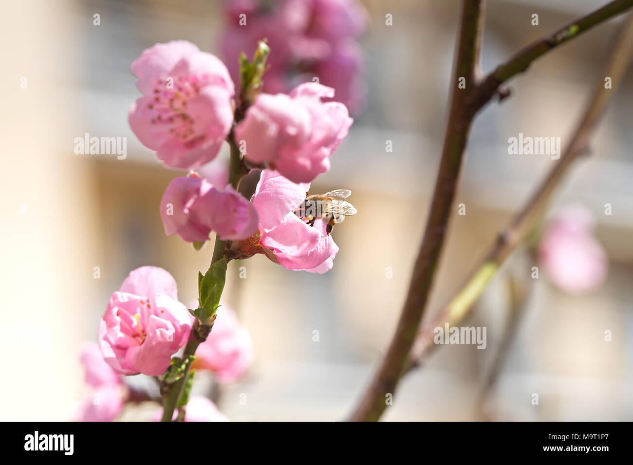 European Honey Bee - Apis Mellifera Stock Photo - Alamy