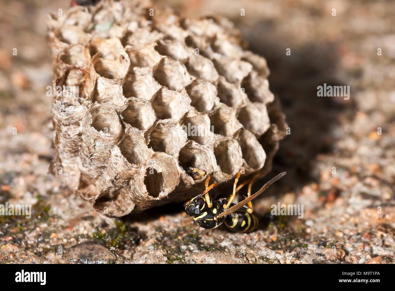 European Honey Bee - Apis Mellifera Stock Photo - Alamy