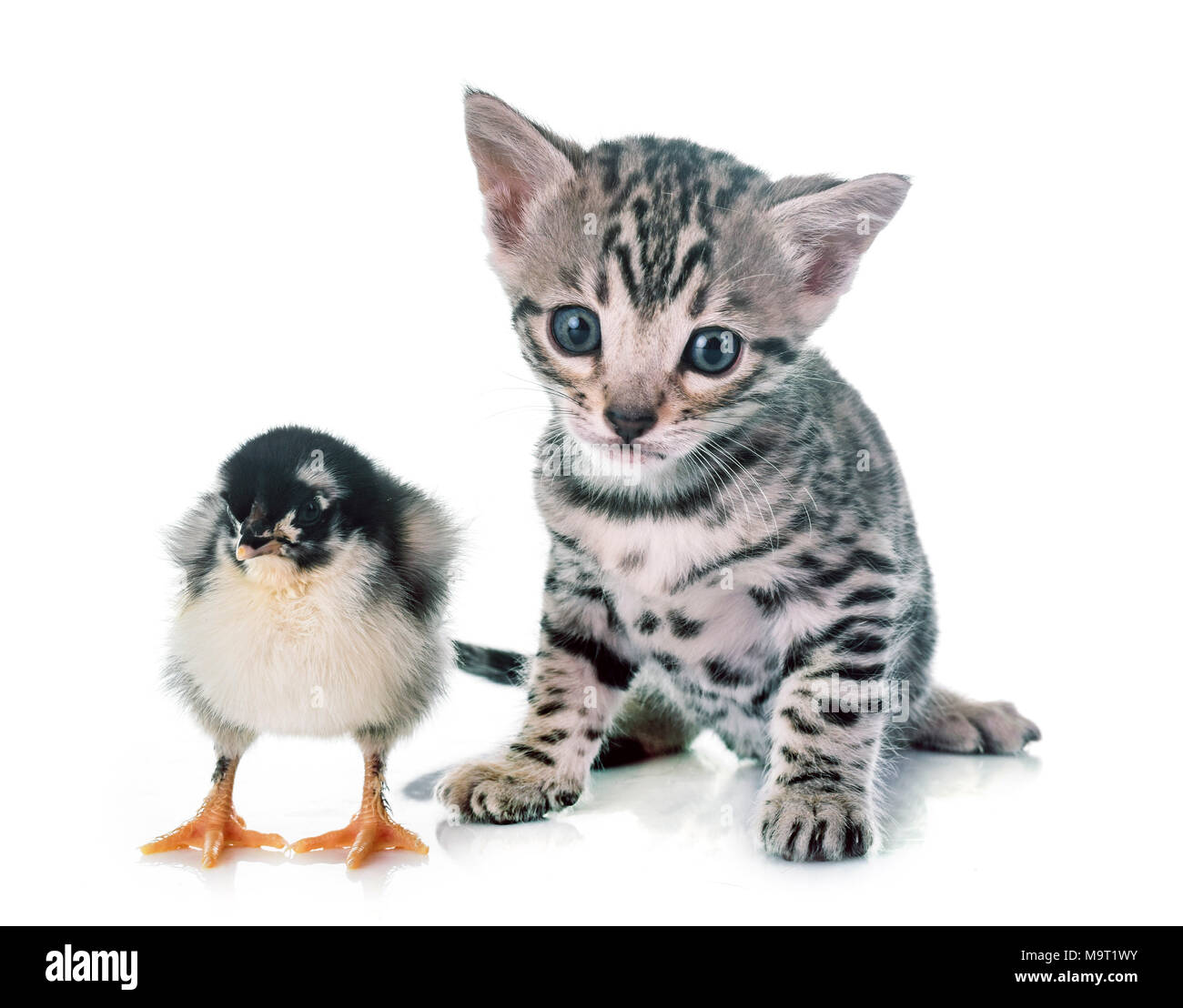 Chick and kitten hi-res stock photography and images - Alamy