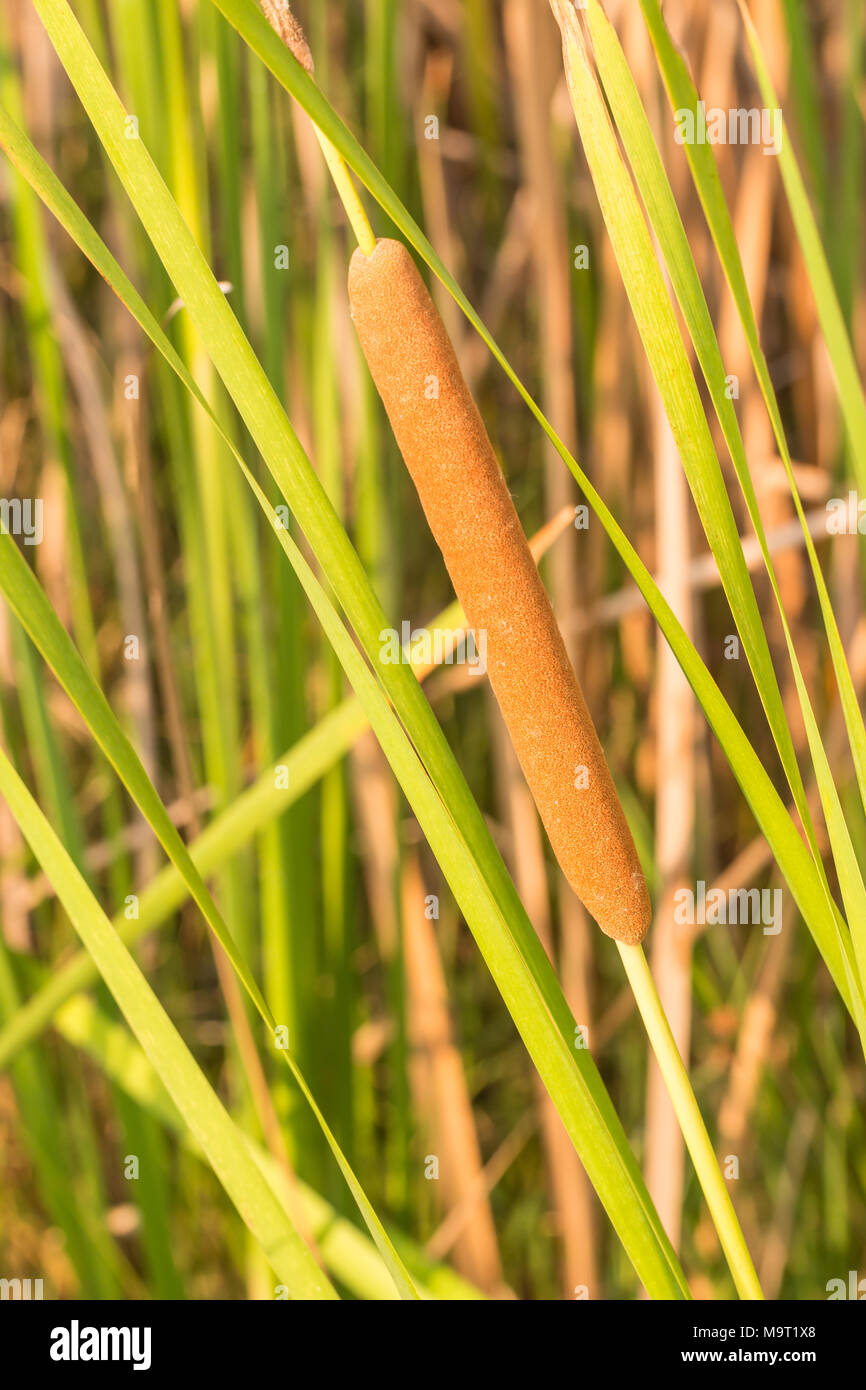 Typha latifolia, Common Bulrush, Broadleaf Cattail, blackamoor, flag ...