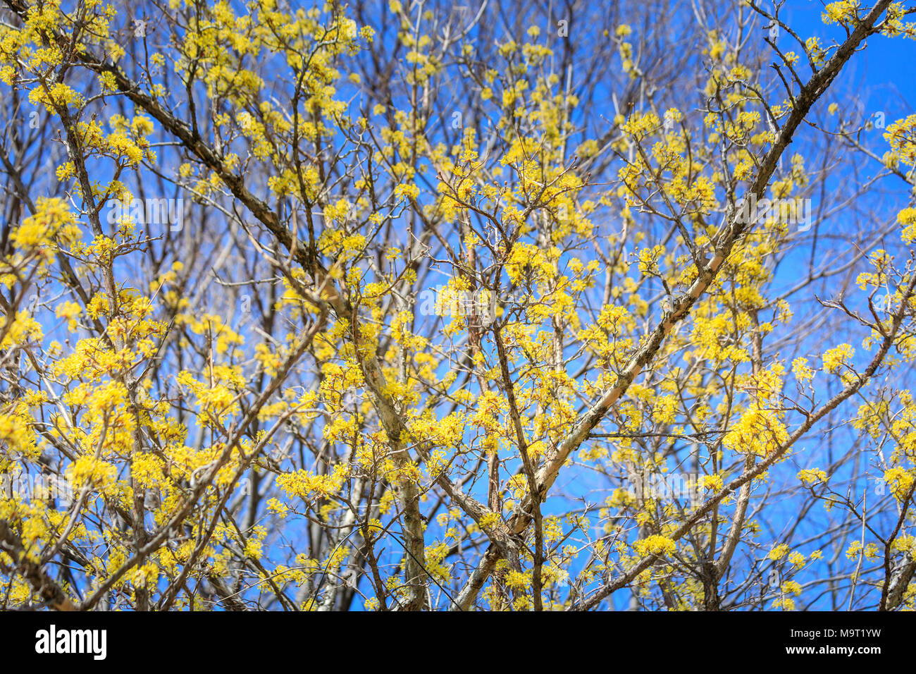 Sansuyu festival hi-res stock photography and images - Alamy