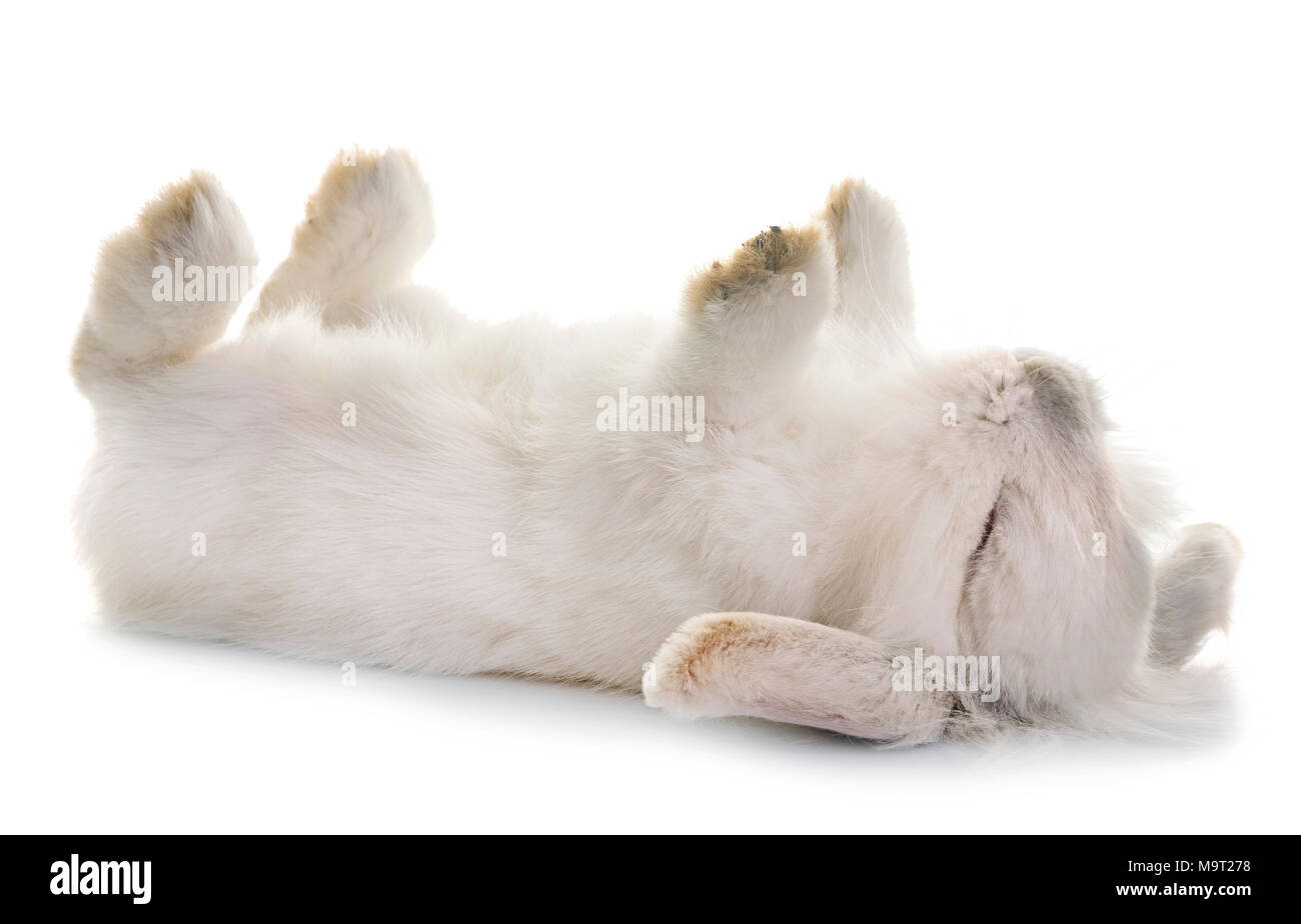 aries rabbit in front of white background Stock Photo - Alamy
