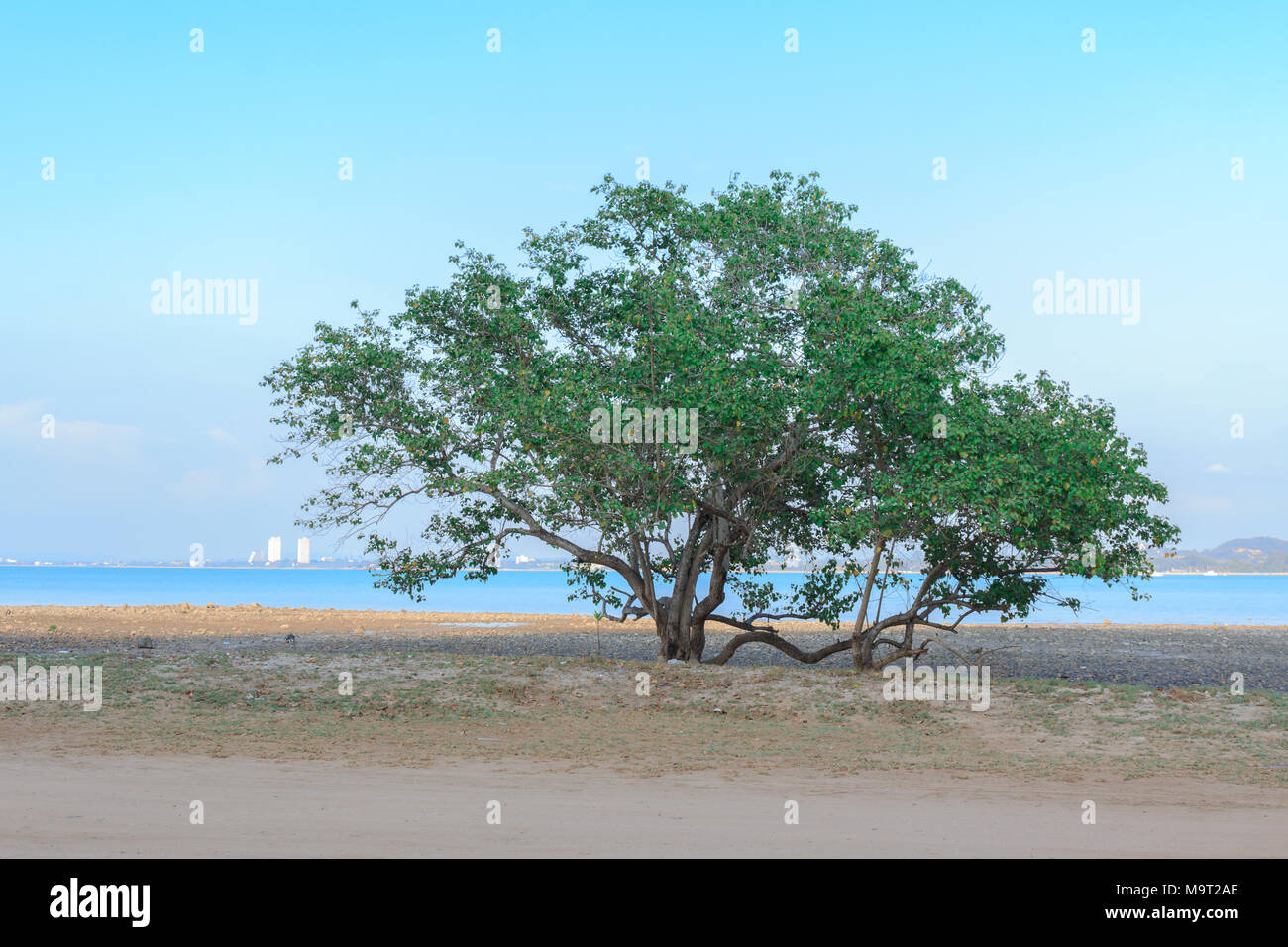 leaned tree on sea shore Stock Photo - Alamy