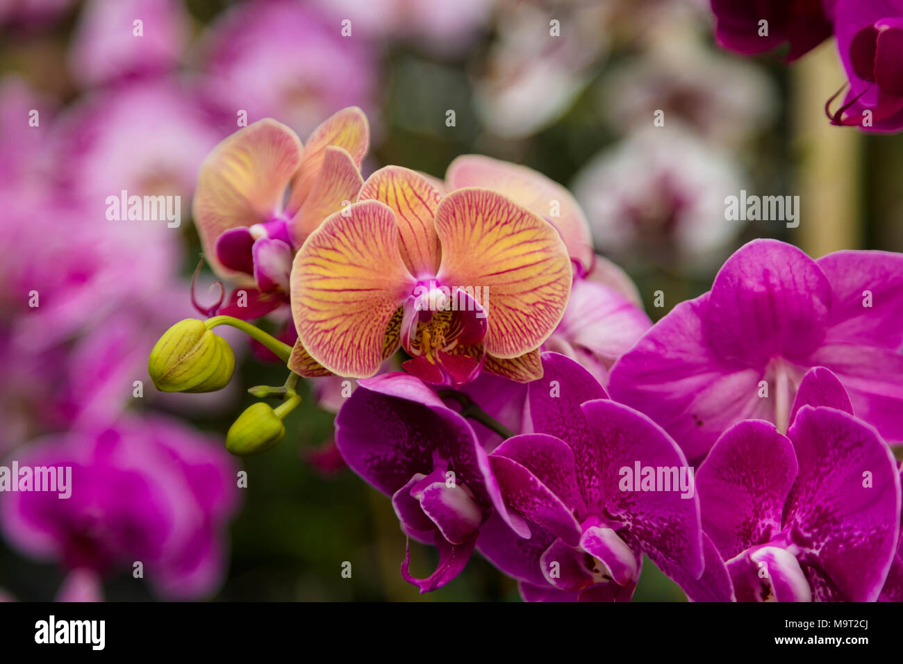 Beautiful exotic flowers hi-res stock photography and images - Alamy