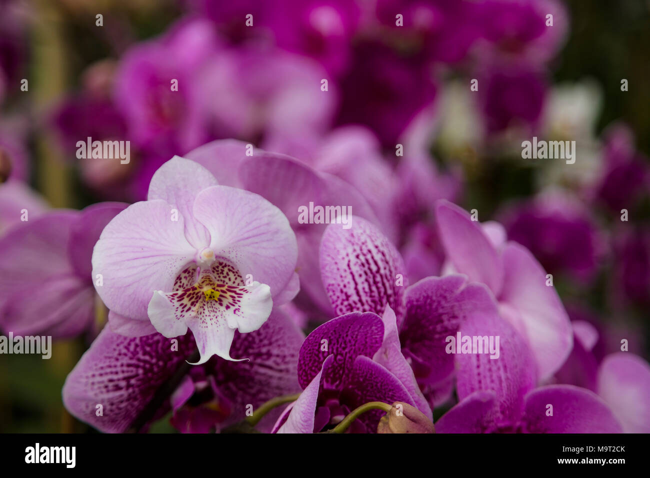 Orchid flowers hi-res stock photography and images - Alamy