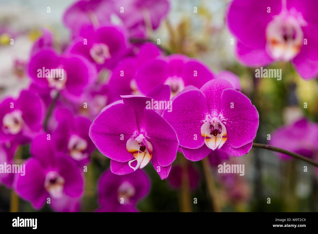 Orchid flowers hi-res stock photography and images - Alamy
