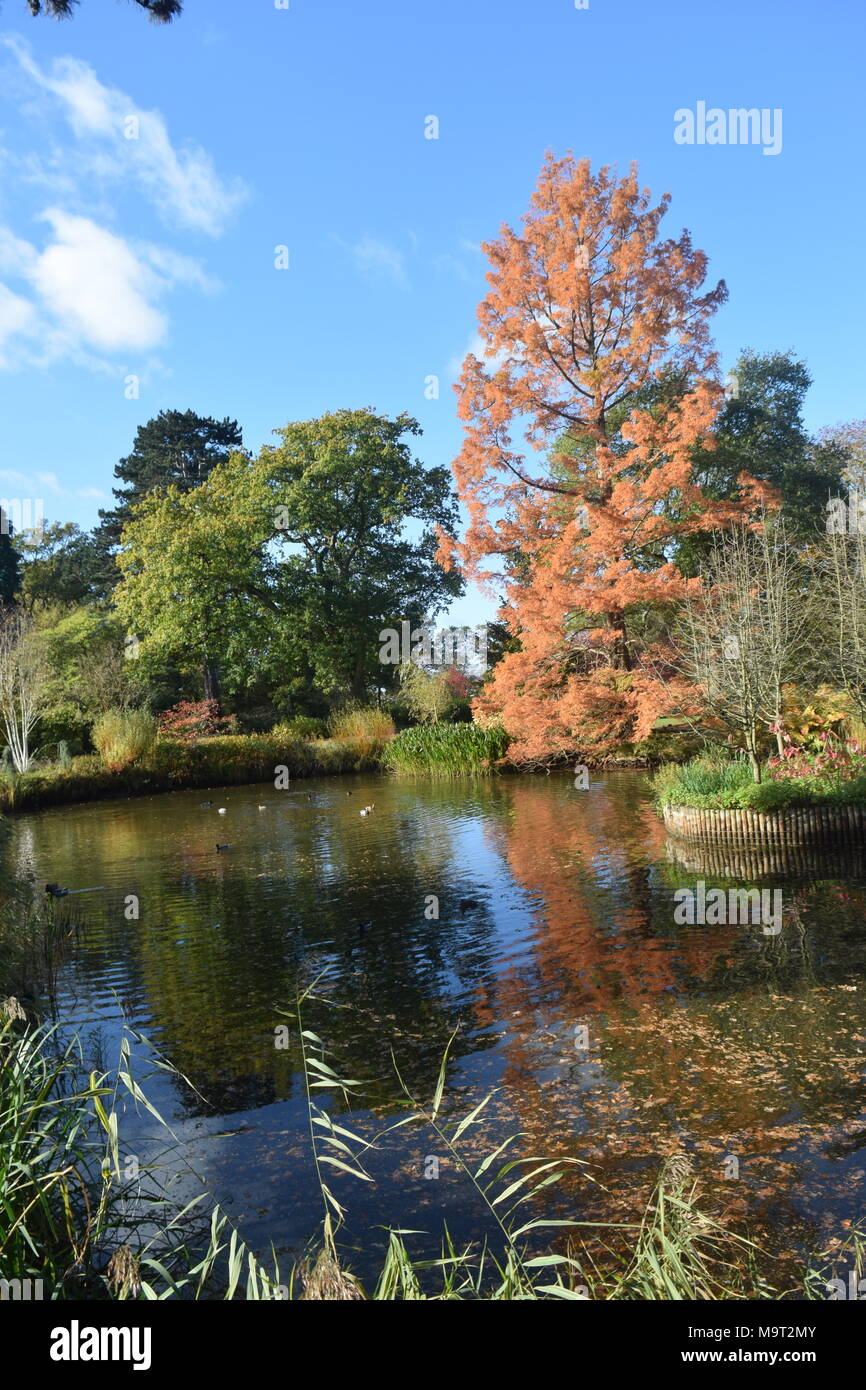 Autumn colours at Wisley gardens in Surrey, England Stock Photo - Alamy