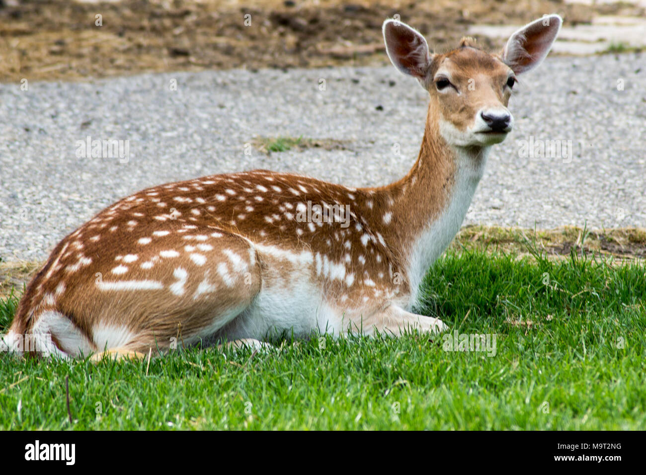 Red roe deer lying on the grass at the zoo inside the "Parc de la Tete ...