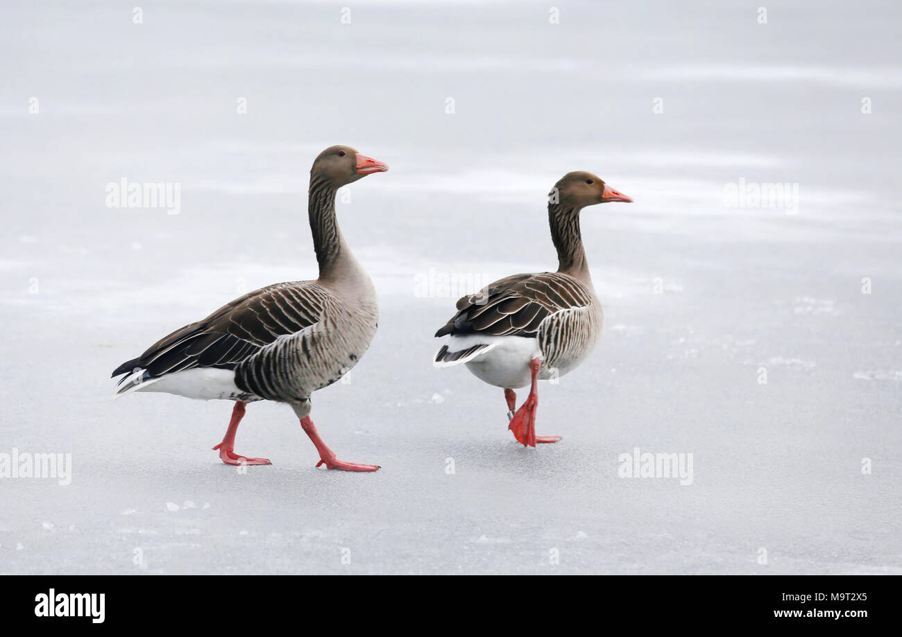 Two greylag geese on frozen lake outdoor Stock Photo - Alamy