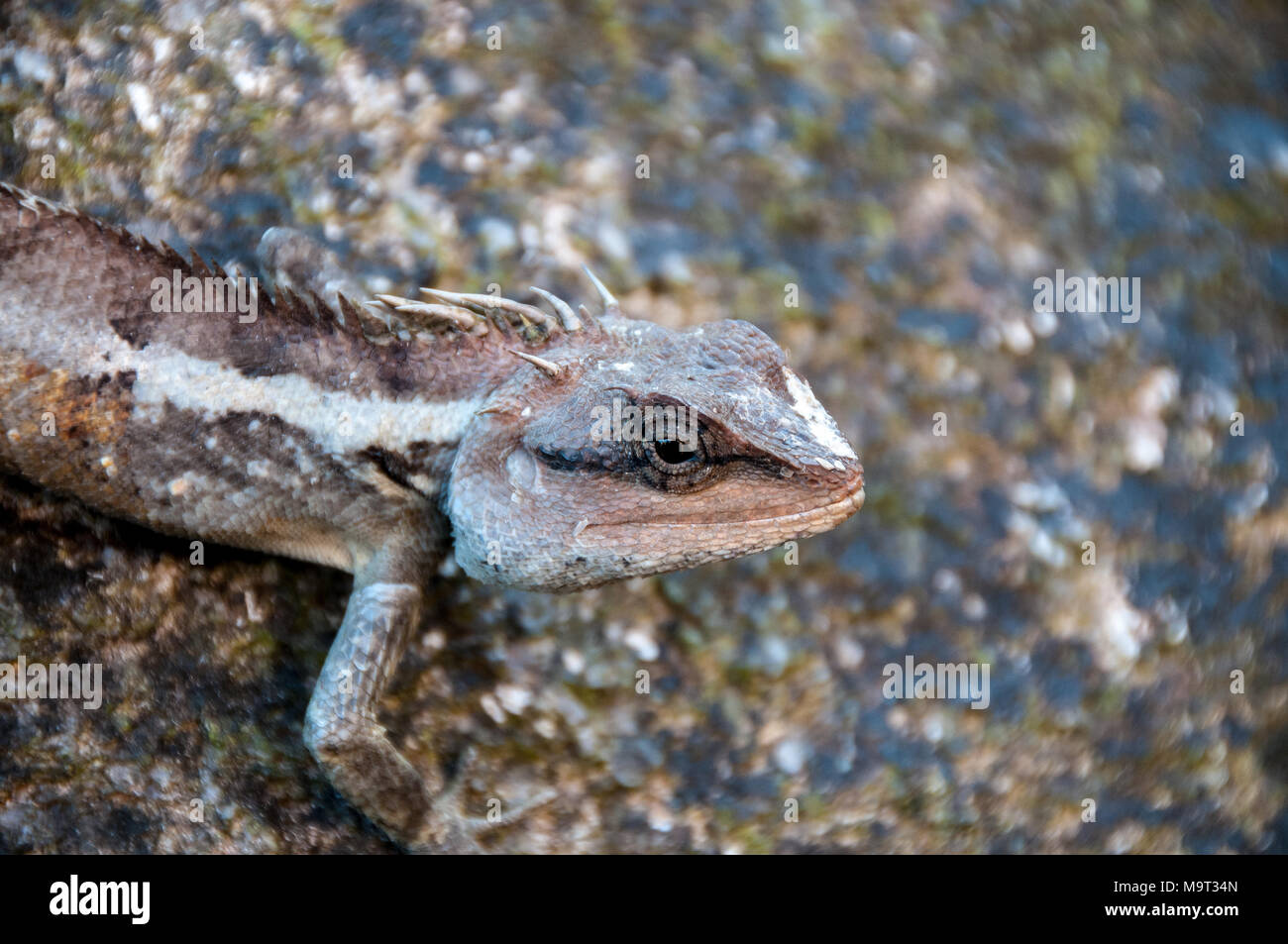 Golden gecko hi-res stock photography and images - Alamy