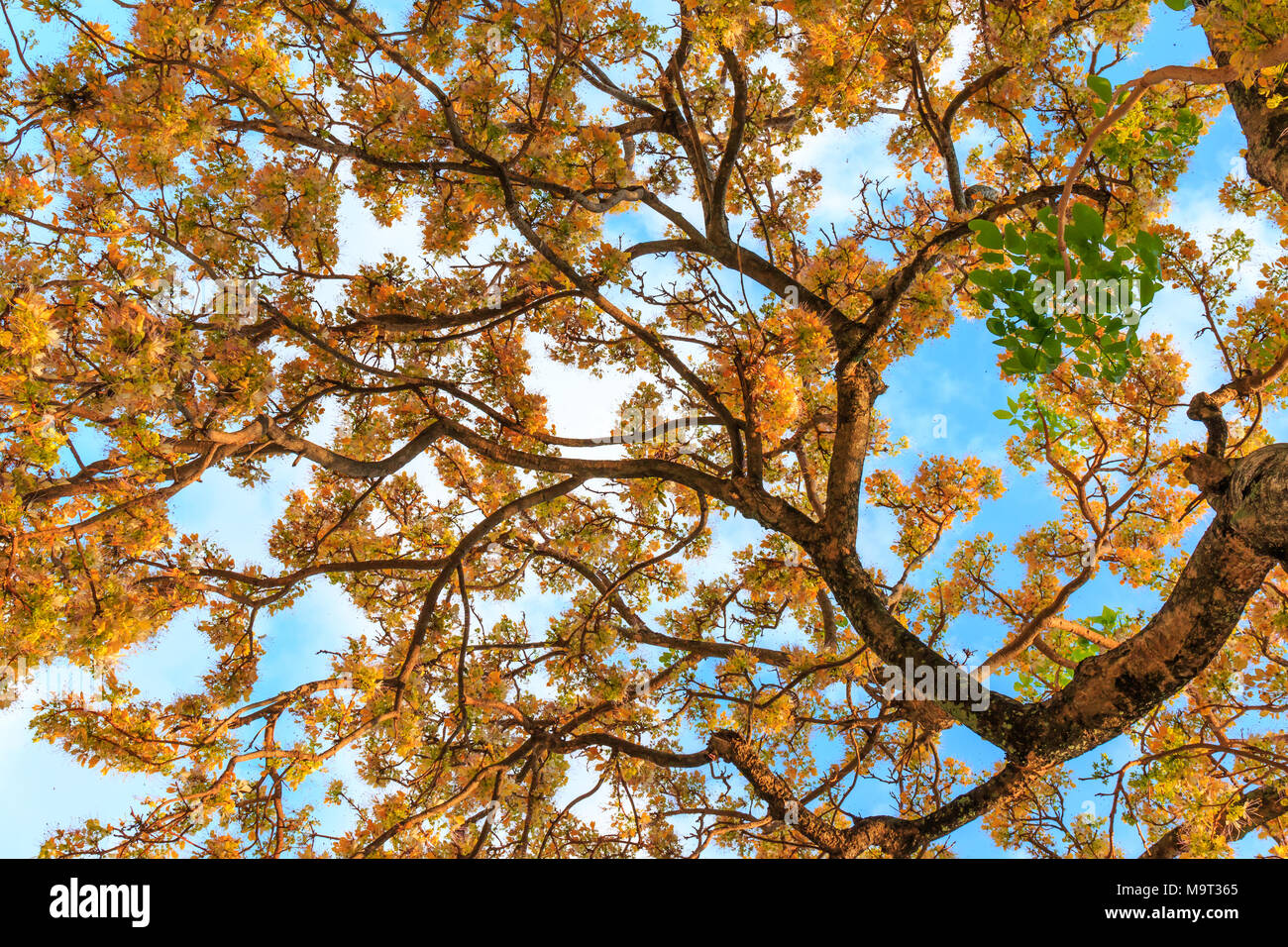 White and yellow flower of Crateva religiosa Ham Stock Photo - Alamy