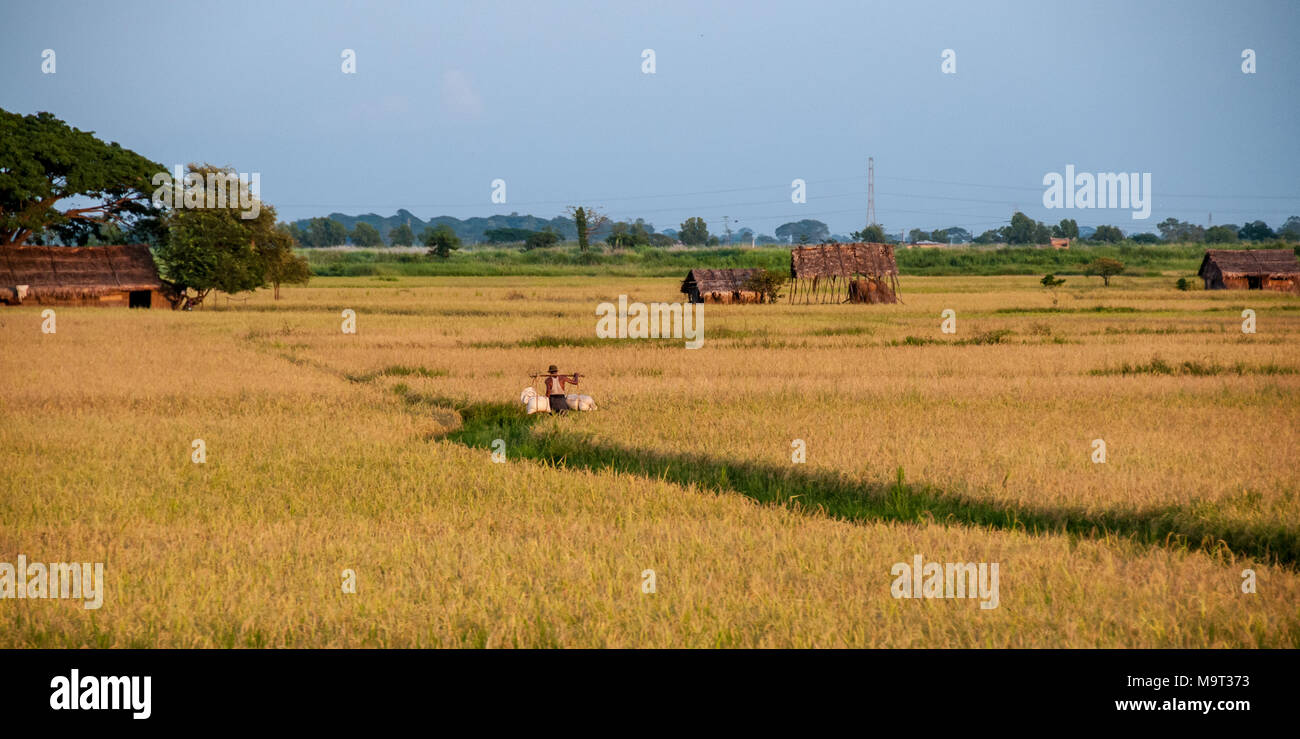 Burmese rice farming hi-res stock photography and images - Alamy