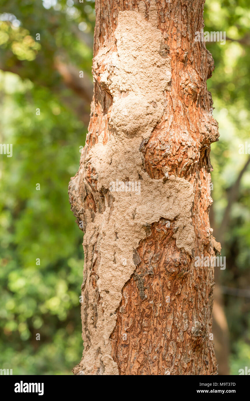 Tree with Termite nest and sunny Stock Photo - Alamy