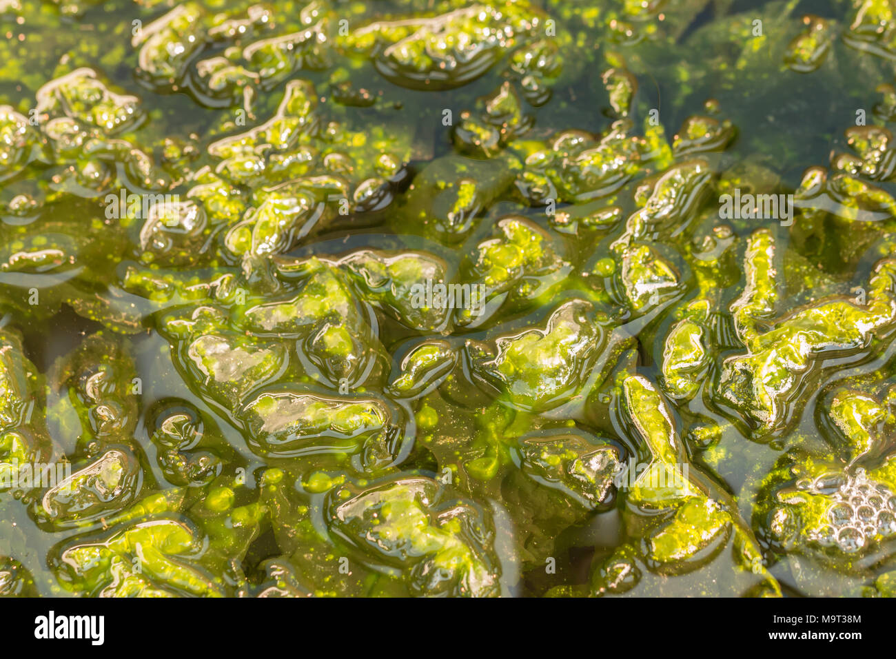 Green algae on the surface water Stock Photo - Alamy