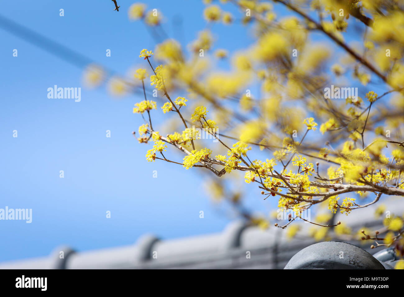 Gurye county hi-res stock photography and images - Alamy