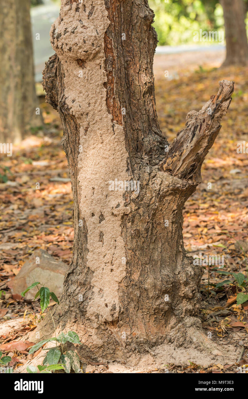 Tree with Termite nest Stock Photo - Alamy