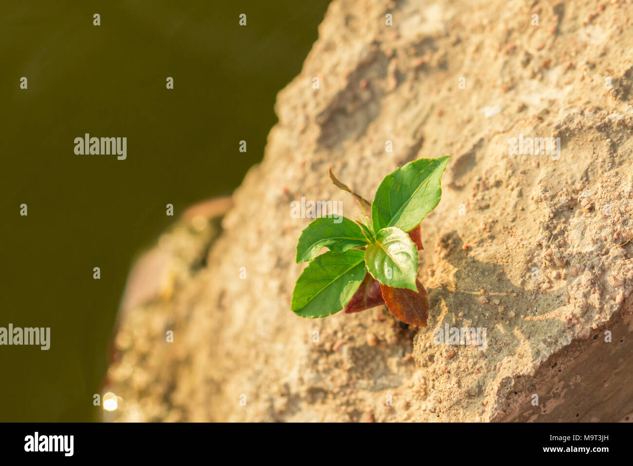 Plant seeding,Close up Young plant growing overground and morning ...