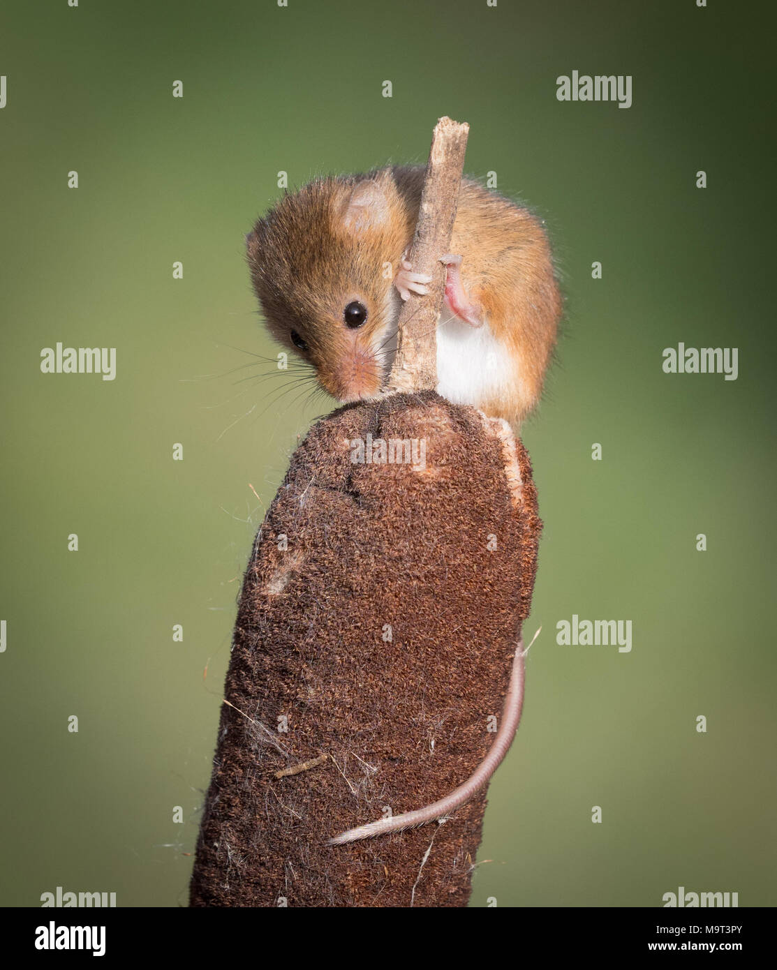 Harvest Mouse on Bullrush Stock Photo - Alamy