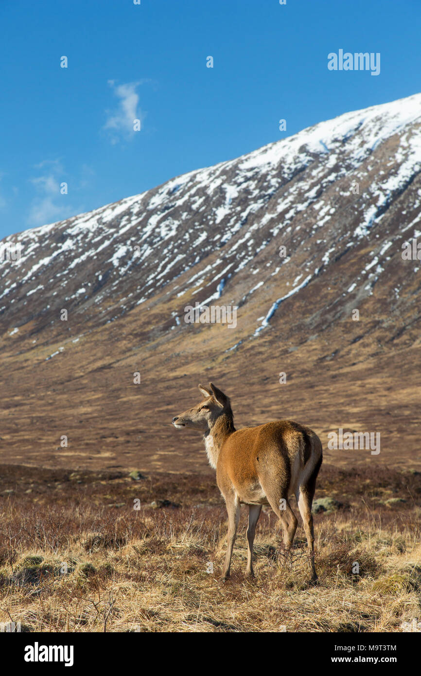 Red deer hind scotland winter hi-res stock photography and images - Alamy
