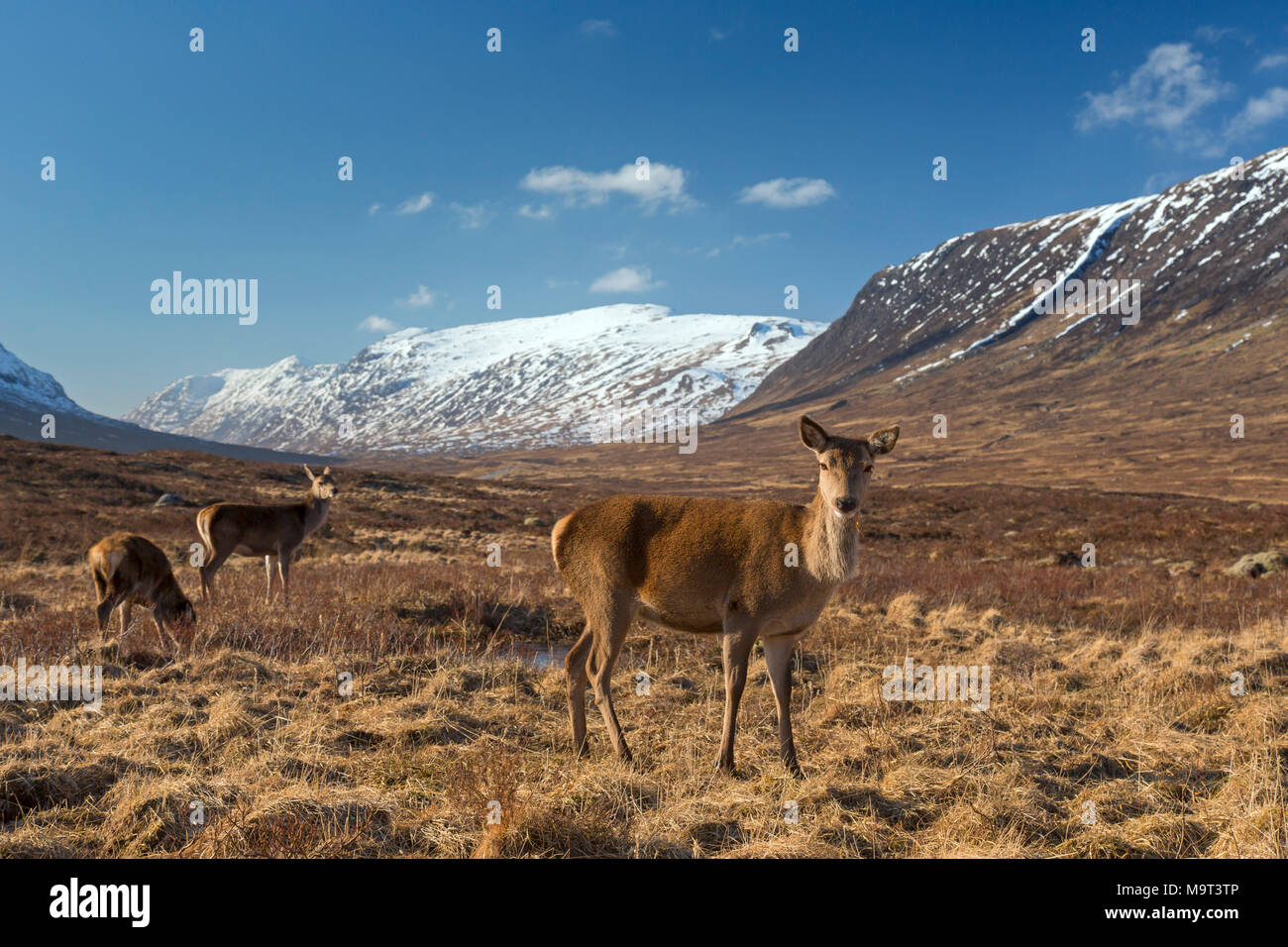 Group red deer scottish highlands hi-res stock photography and images ...