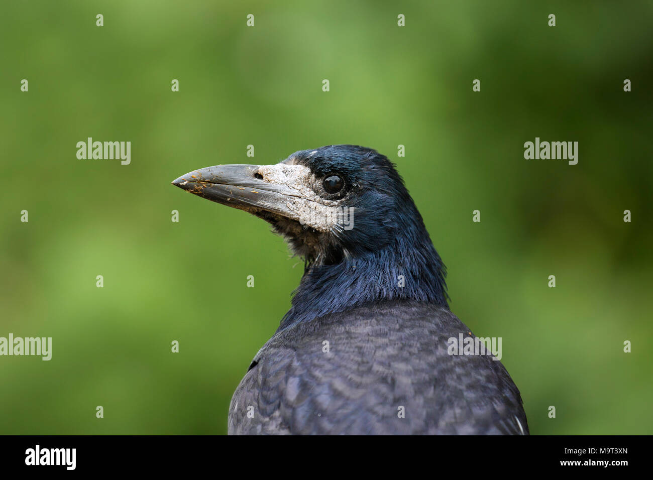 Close up of beak hi-res stock photography and images - Alamy