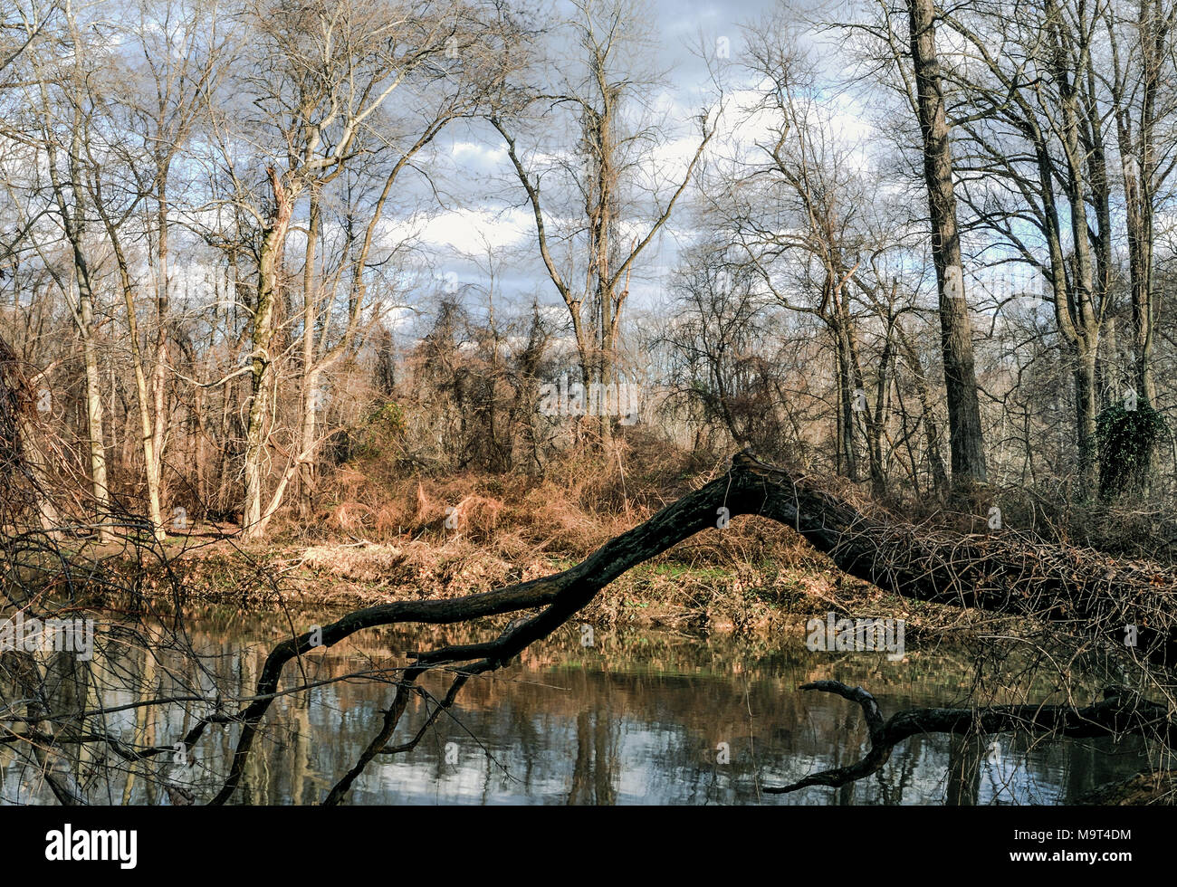 Along the Pennypack Stock Photo - Alamy