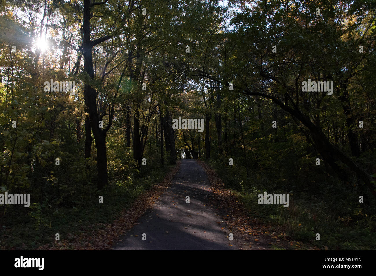 path, trees and sunlight Stock Photo - Alamy