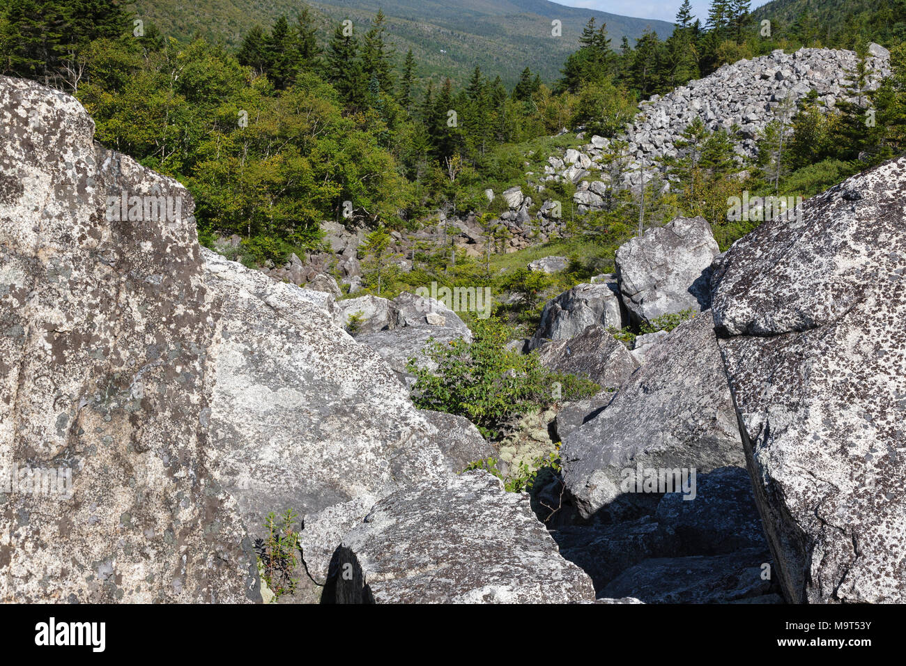 Montane lichen talus barren hi-res stock photography and images - Alamy