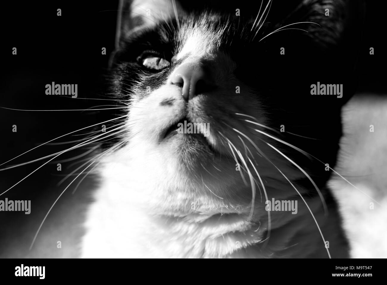 Calico or tricolor Black and White Stock Photos & Images - Alamy