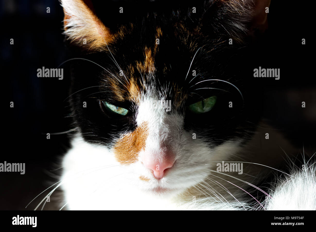Calico color hi-res stock photography and images - Alamy