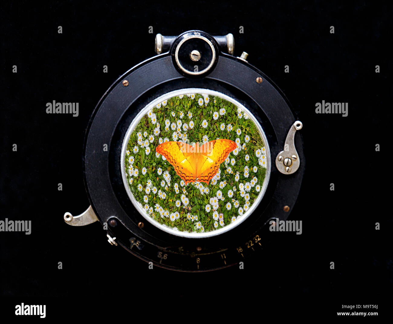 Butterfly at lens of camera hi-res stock photography and images - Alamy