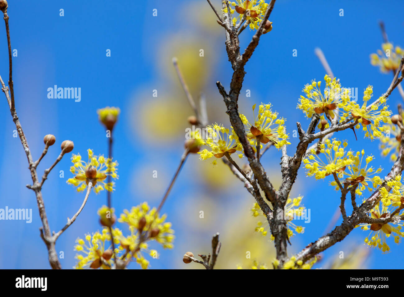 Gurye county hi-res stock photography and images - Alamy