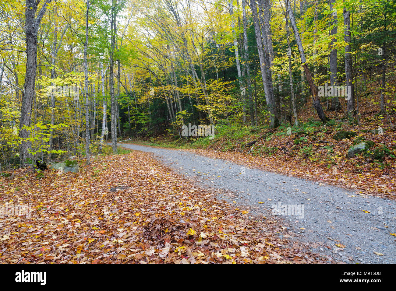 Autumn foliage along Tunnel Brook Road in Benton, New Hampshire during ...