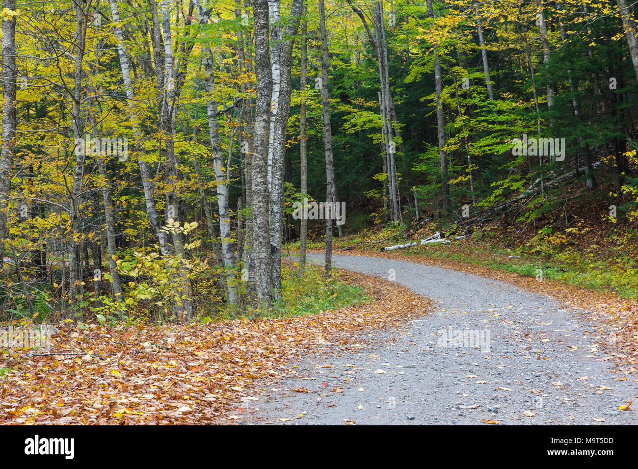 Autumn foliage along Tunnel Brook Road in Benton, New Hampshire during ...