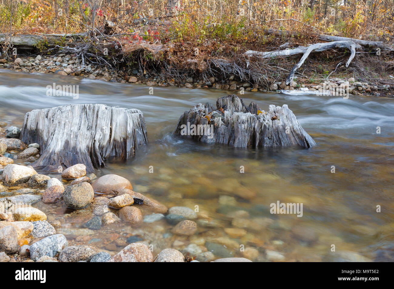Large tree stumps along the Swift River in the White Mountains, of New ...