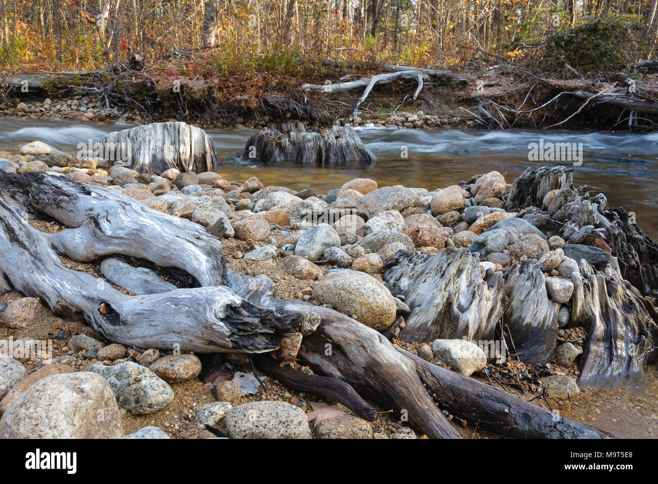 Large tree stumps along the Swift River in the White Mountains, of New ...