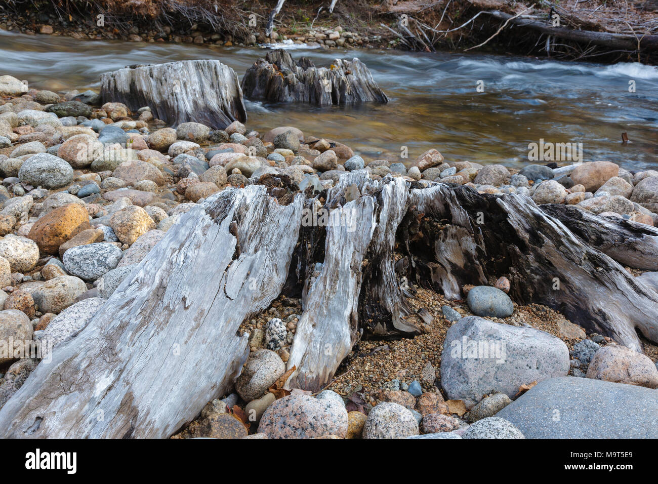 Large tree stumps along the Swift River in the White Mountains, of New ...