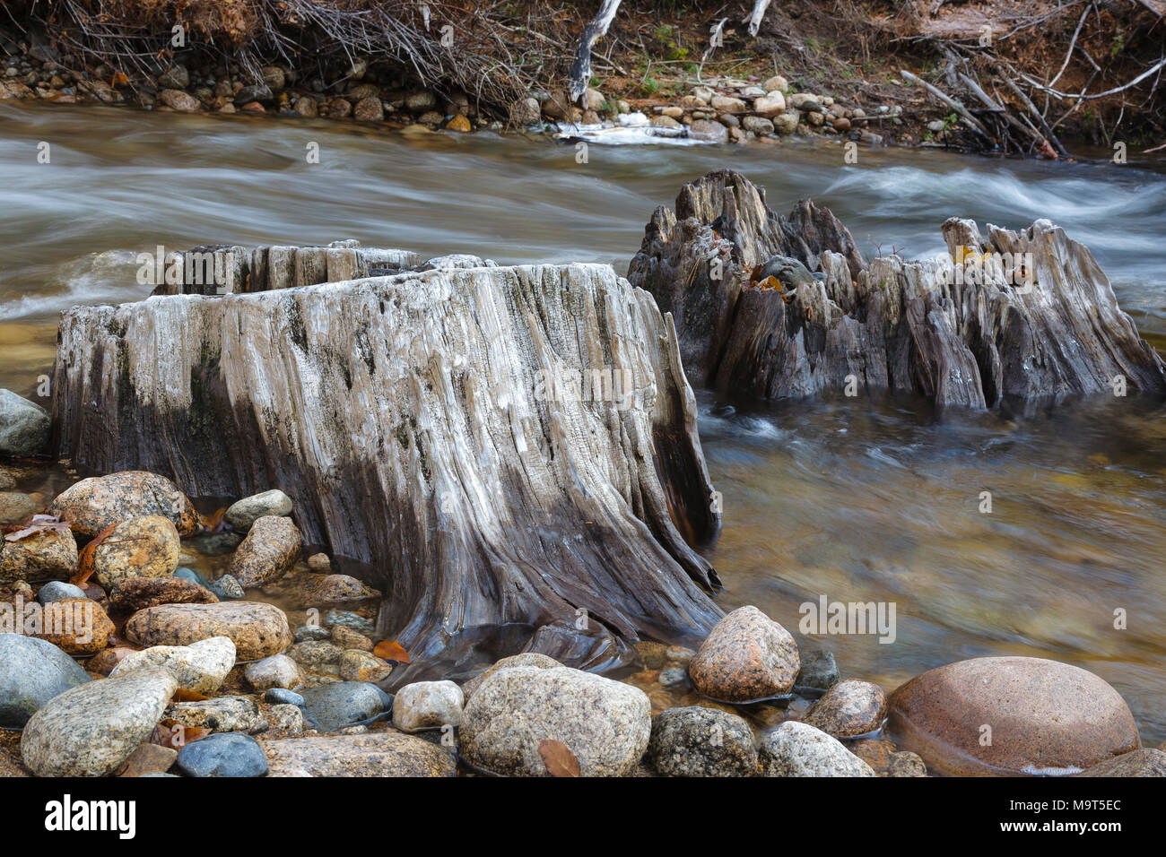 Large tree stumps along the Swift River in the White Mountains, of New ...