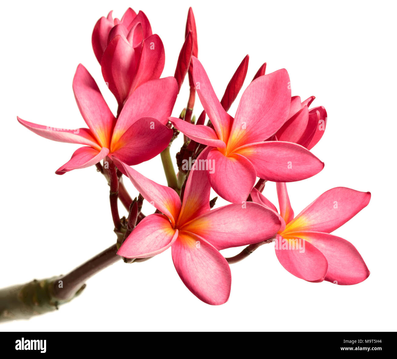 fresh red frangipani flowers isolated on white background Stock Photo ...