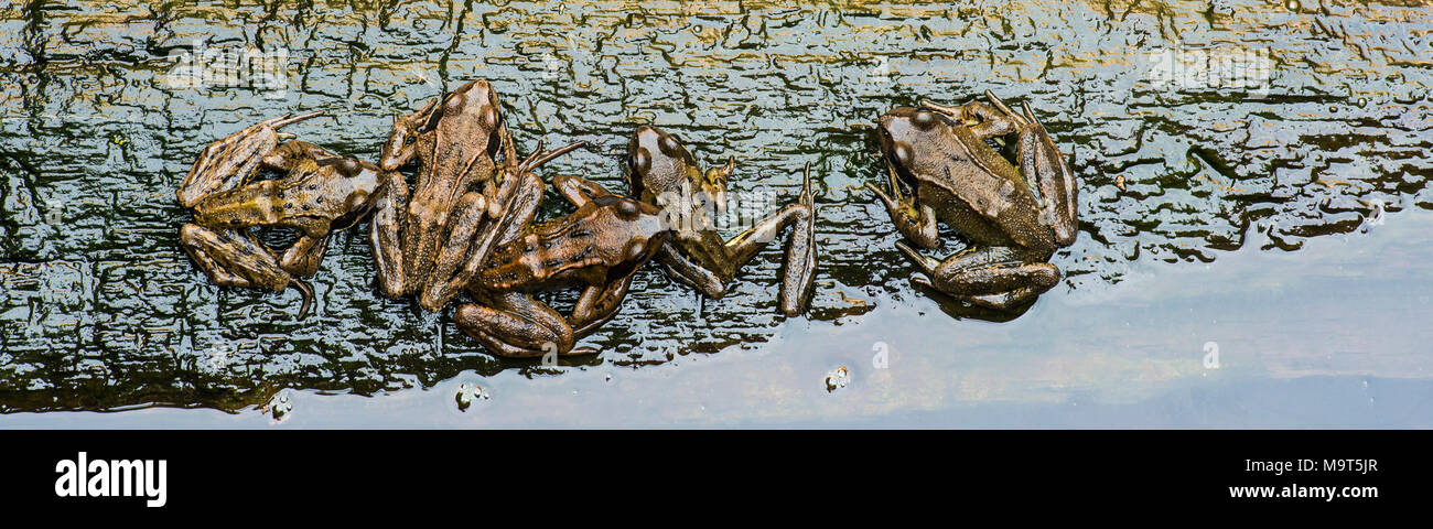 Top view on five skinny common frogs on a branch in the water, stuck in ...
