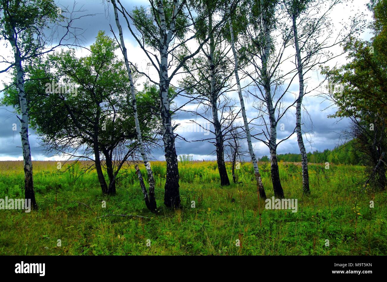 Trees grow on edge hi-res stock photography and images - Alamy