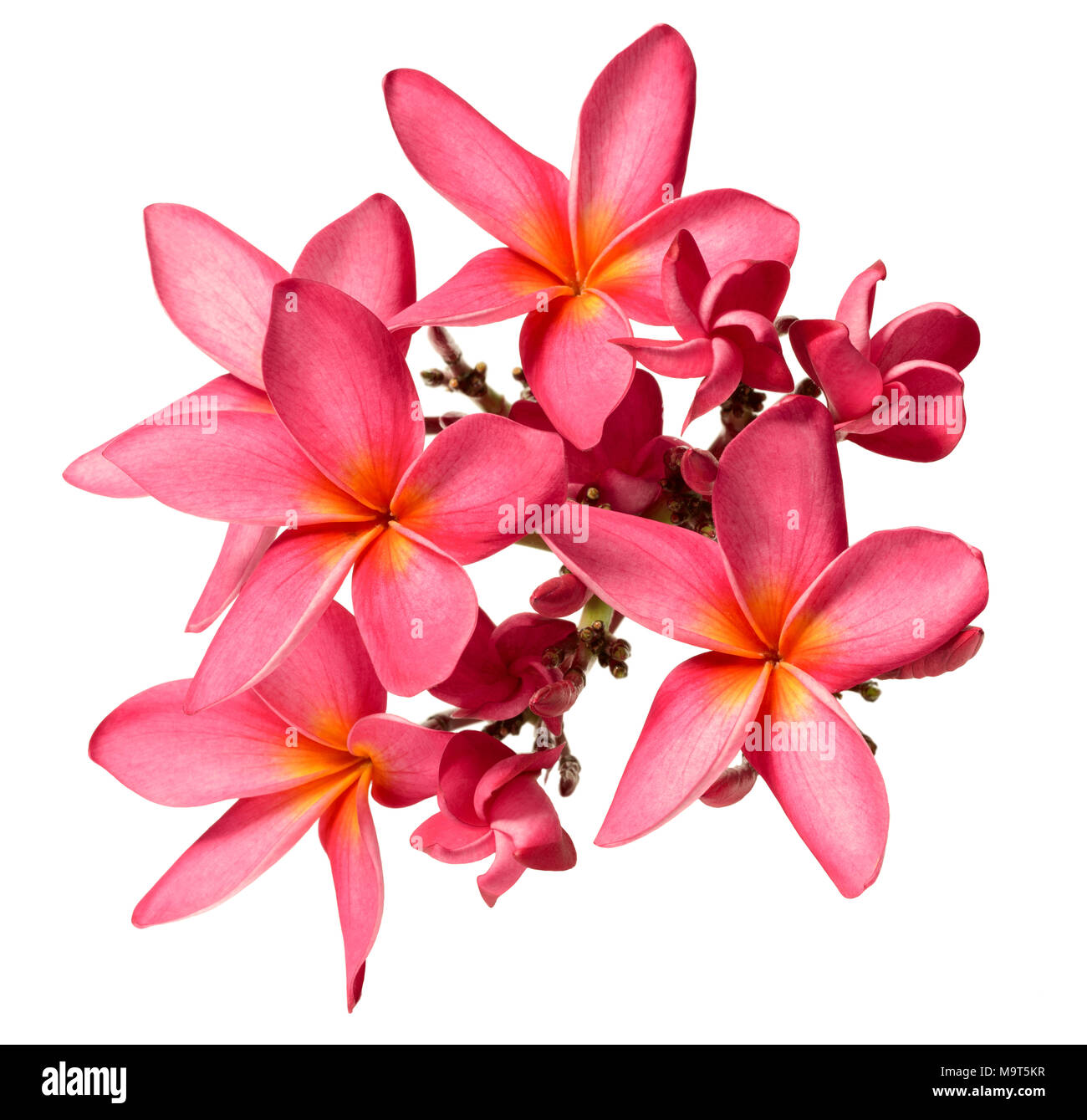 fresh red frangipani flowers isolated on white background Stock Photo ...