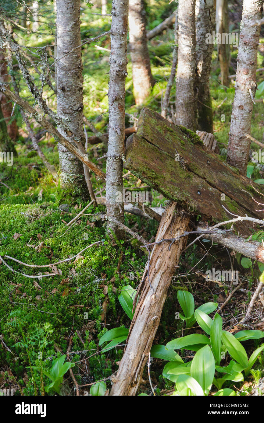 Old trail sign along the Jewell Trail in the White Mountains, New ...
