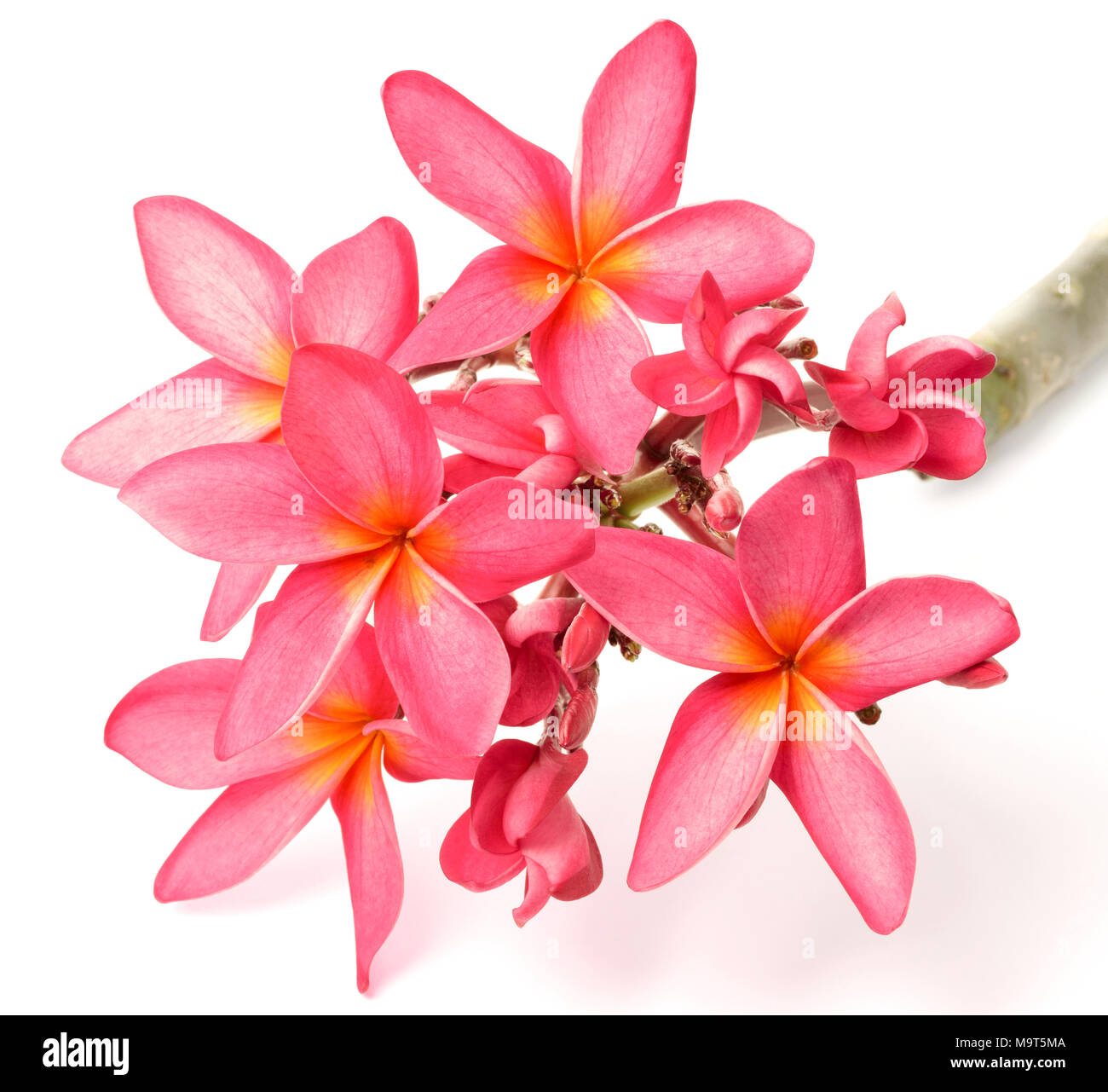 fresh red frangipani flowers isolated on white background Stock Photo ...
