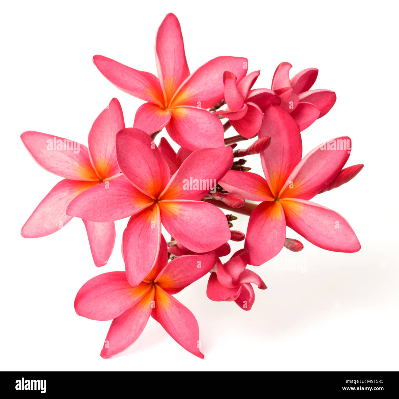 fresh red frangipani flowers isolated on white background Stock Photo ...