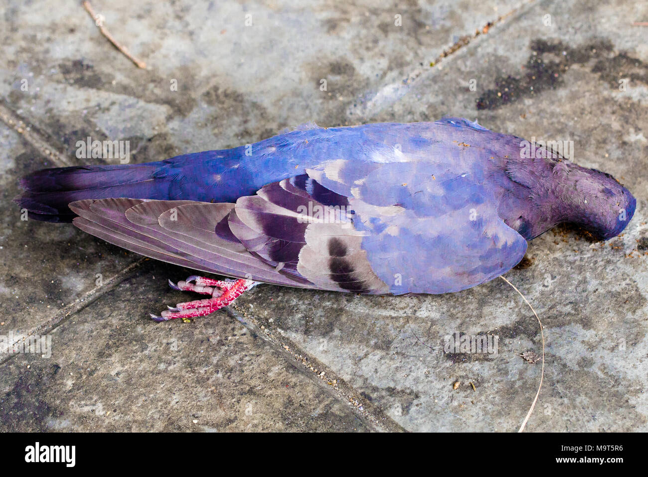 dead Dove in Day of Peace ,World Peace Day, technical cost-up Stock ...