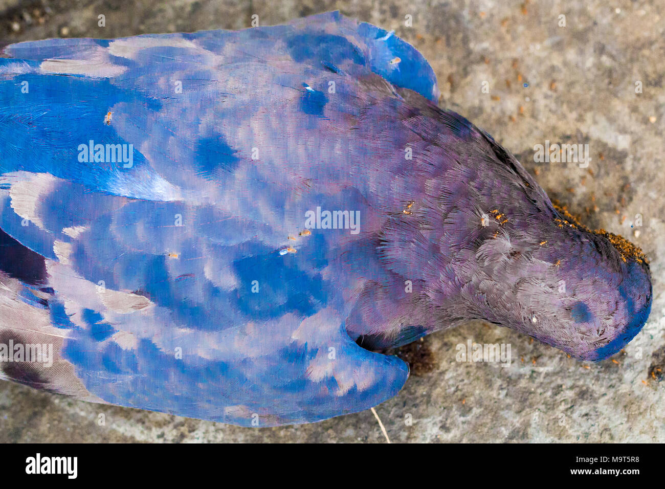 Dead peace dove hi-res stock photography and images - Alamy